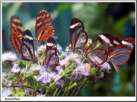 BUTTERFLIES DIVERSITY IN COSTA RICA, Costa Rica Photo, Costa Rica Image